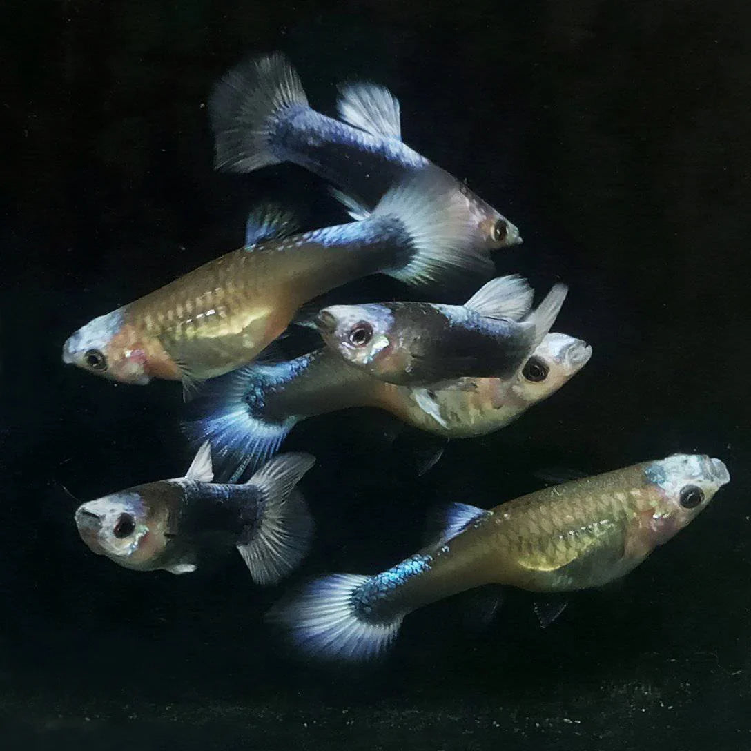 Purple/ Blue Koi Guppy Pair 3cm – KTL Aquarium Wholesale