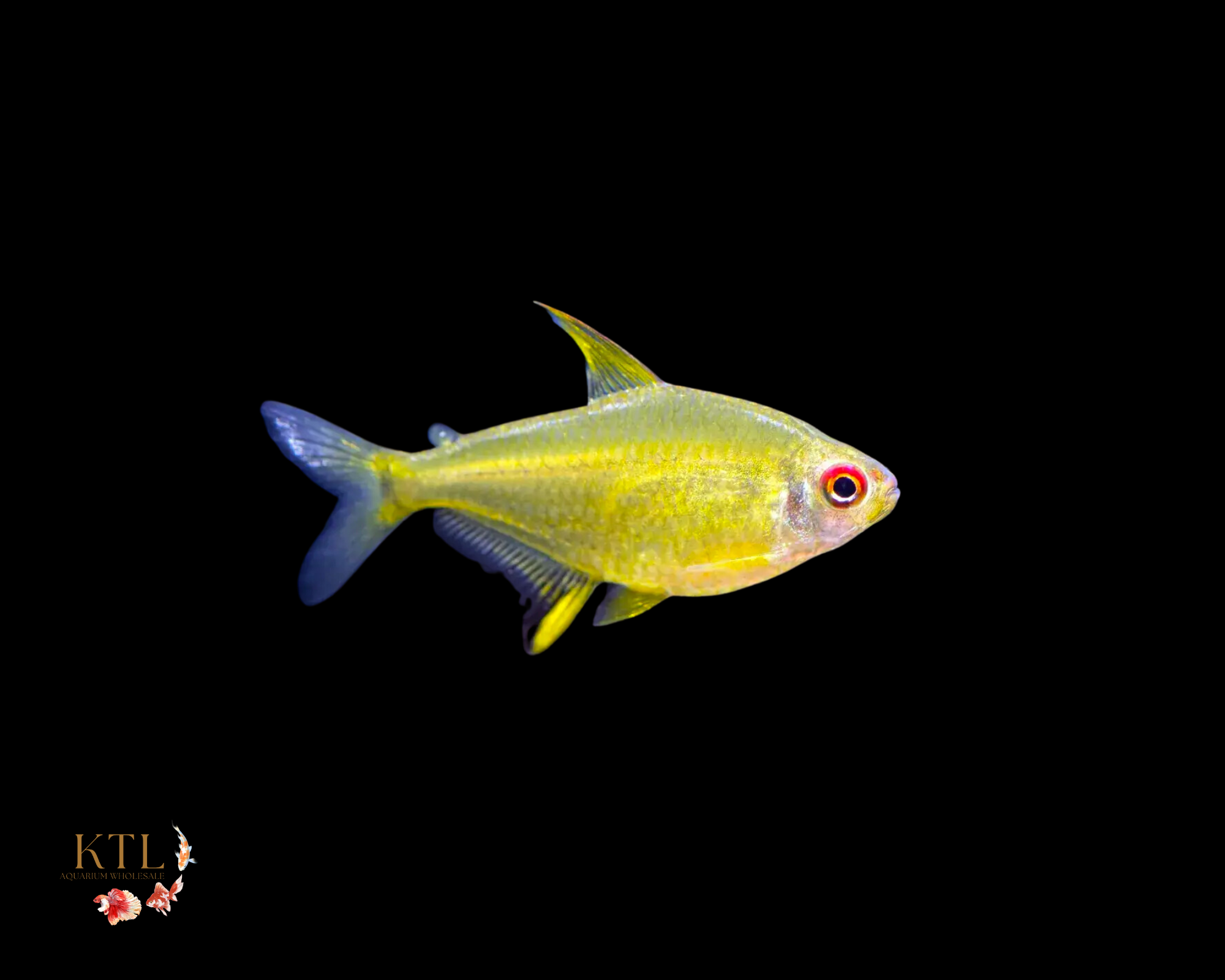 Lemon Tetra – KTL Aquarium Wholesale