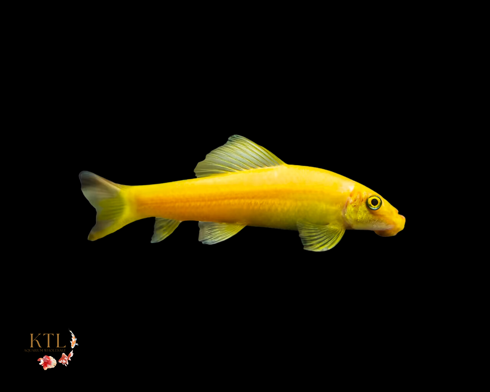 Gold Algae Eater/ Sucking Catfish – KTL Aquarium Wholesale