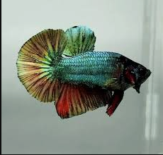 Copper Red HMPK Male – KTL Aquarium Wholesale