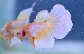 Gold Dumbo Delta-tail – KTL Aquarium Wholesale