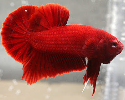 Red HMPK Male – KTL Aquarium Wholesale